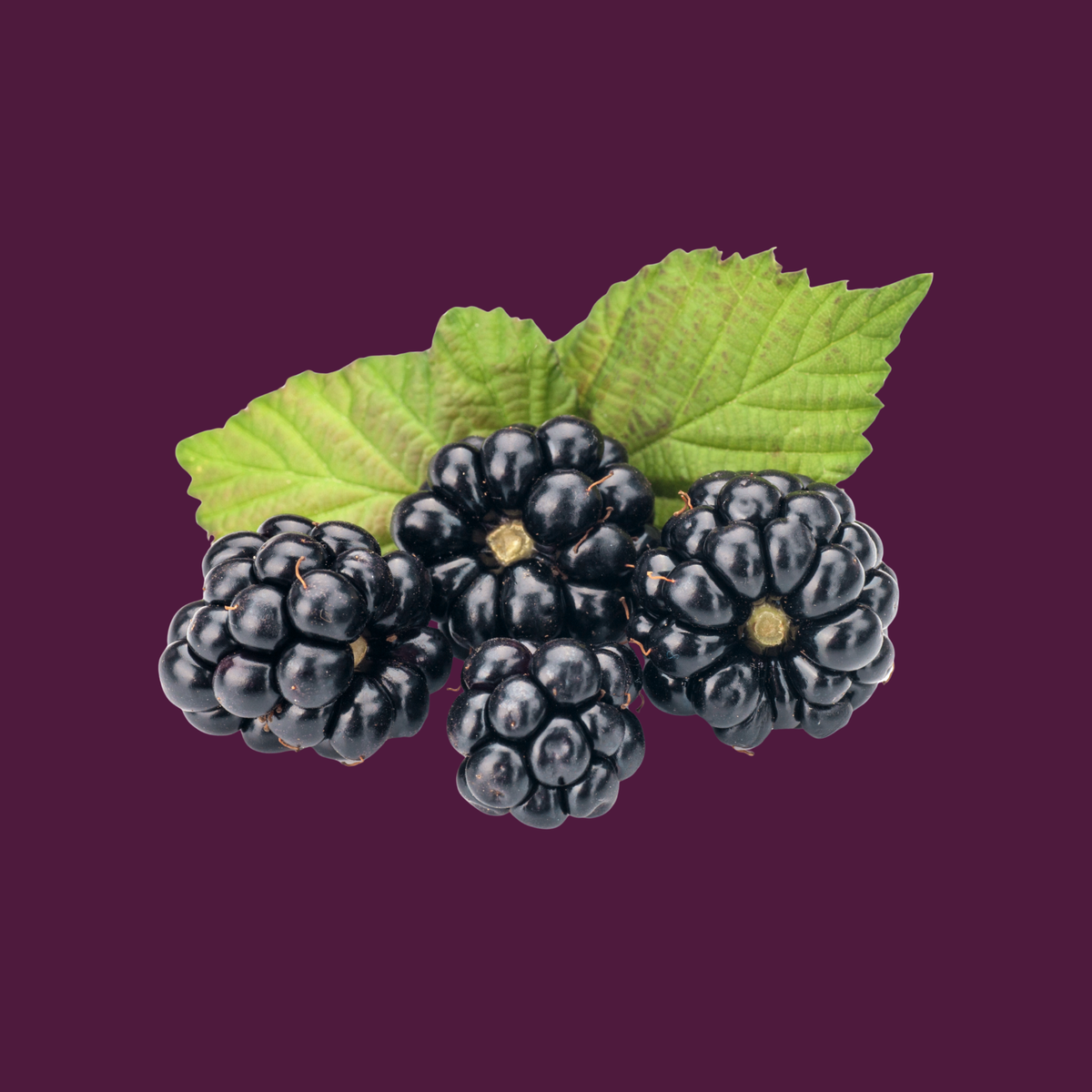 Bramble Berry Bliss Fragrance Oil – House of Scent