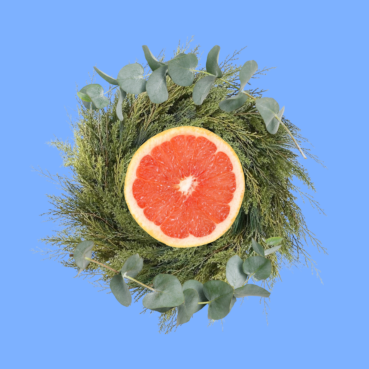 Blue Spruce & Eucalyptus Fragrance Oil – House of Scent